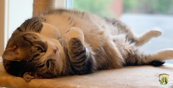 Meet Poptart, the Newest Catalyst Cat Ambassador! | Catalyst Pet