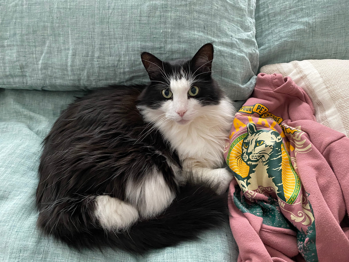 Fostering a Cat: What You Should Know | Catalyst Pet