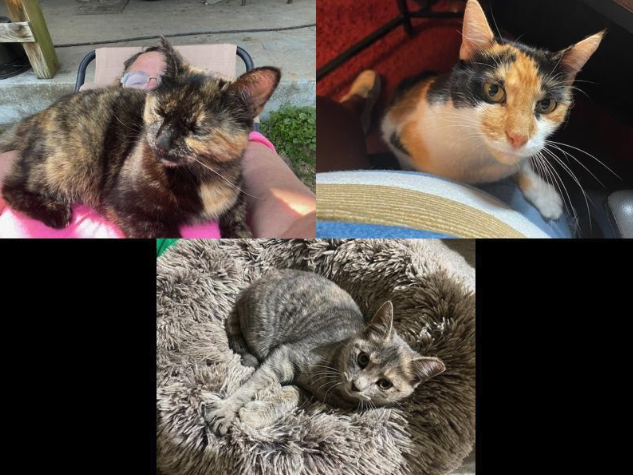 Get to Know Our Catalyst Pet Team: Angie and her cats, Frankie, Kitten ...
