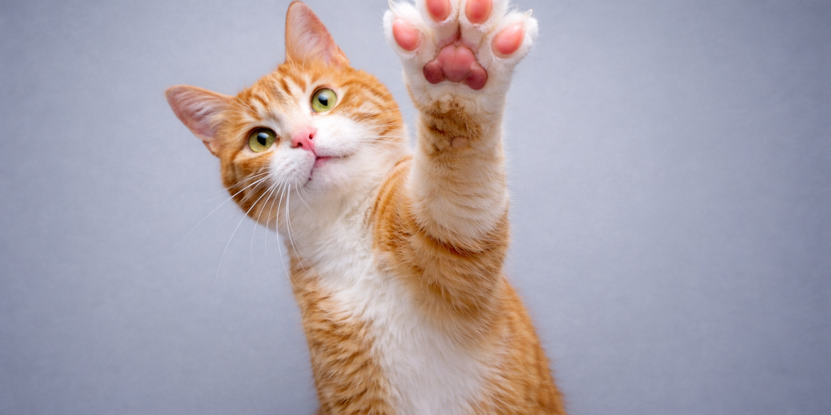 Your Cat's Carbon Pawprint (The Numbers Are Worth Knowing) | Catalyst Pet