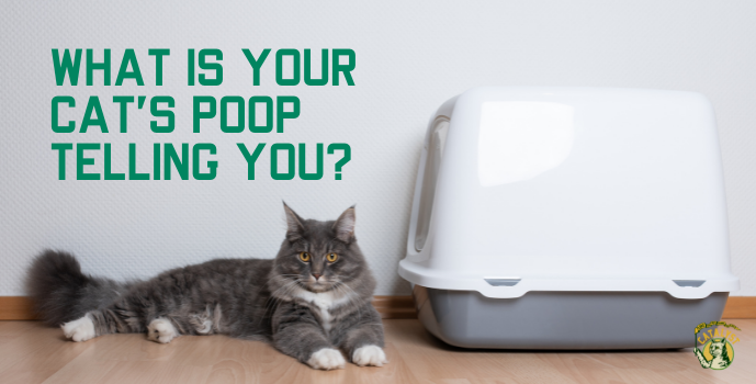 Cat Poop 101 | Catalyst Pet
