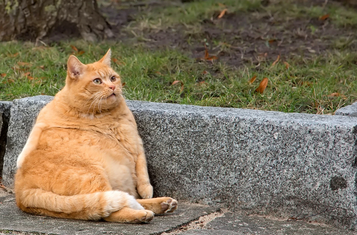 Fat Cat to Fit Cat: Steps to Help Your Cat with Weight Loss | Catalyst Pet