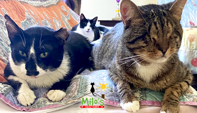 Rescue Spotlight: Milo's Sanctuary | Catalyst Pet