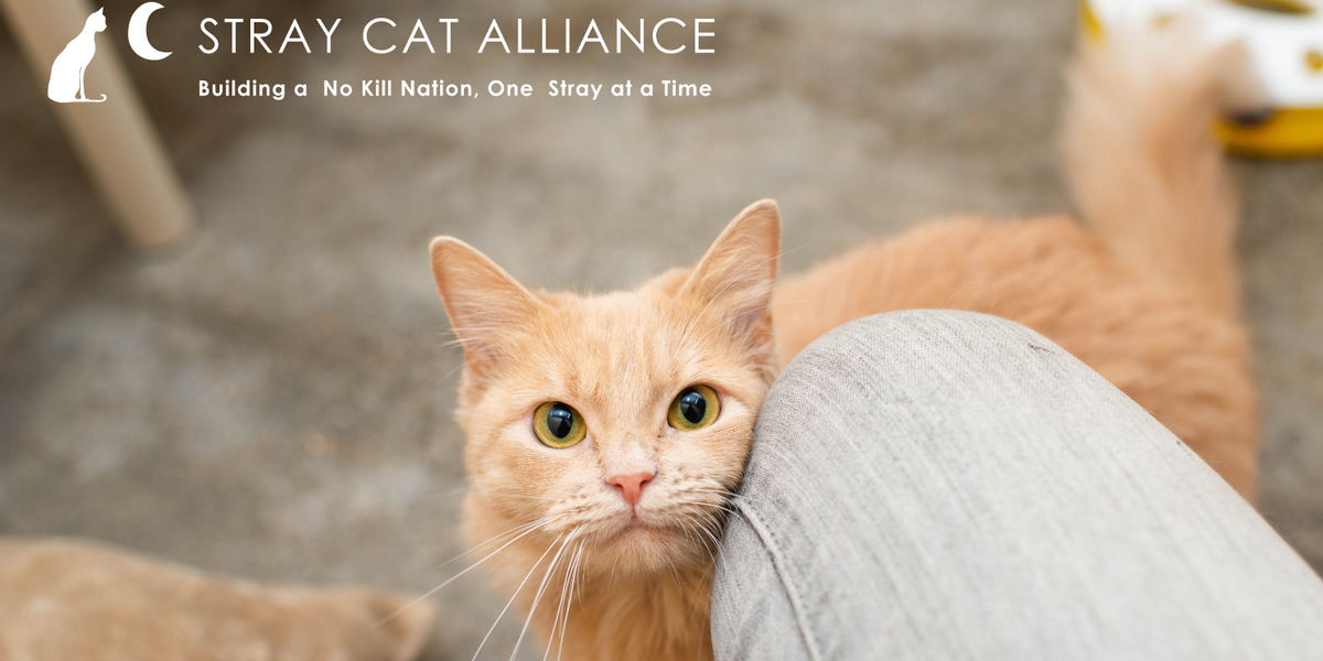 Rescue Spotlight: Stray Cat Alliance | Catalyst Pet