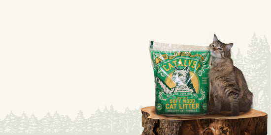 5 Reasons to Switch to Catalyst Pet | Catalyst Pet